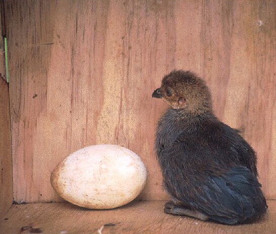 Megapodes - Ann Goth Author